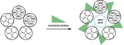 Ivermectin’s Anticancer Effects and Discoveries - Integrative Cancer Care