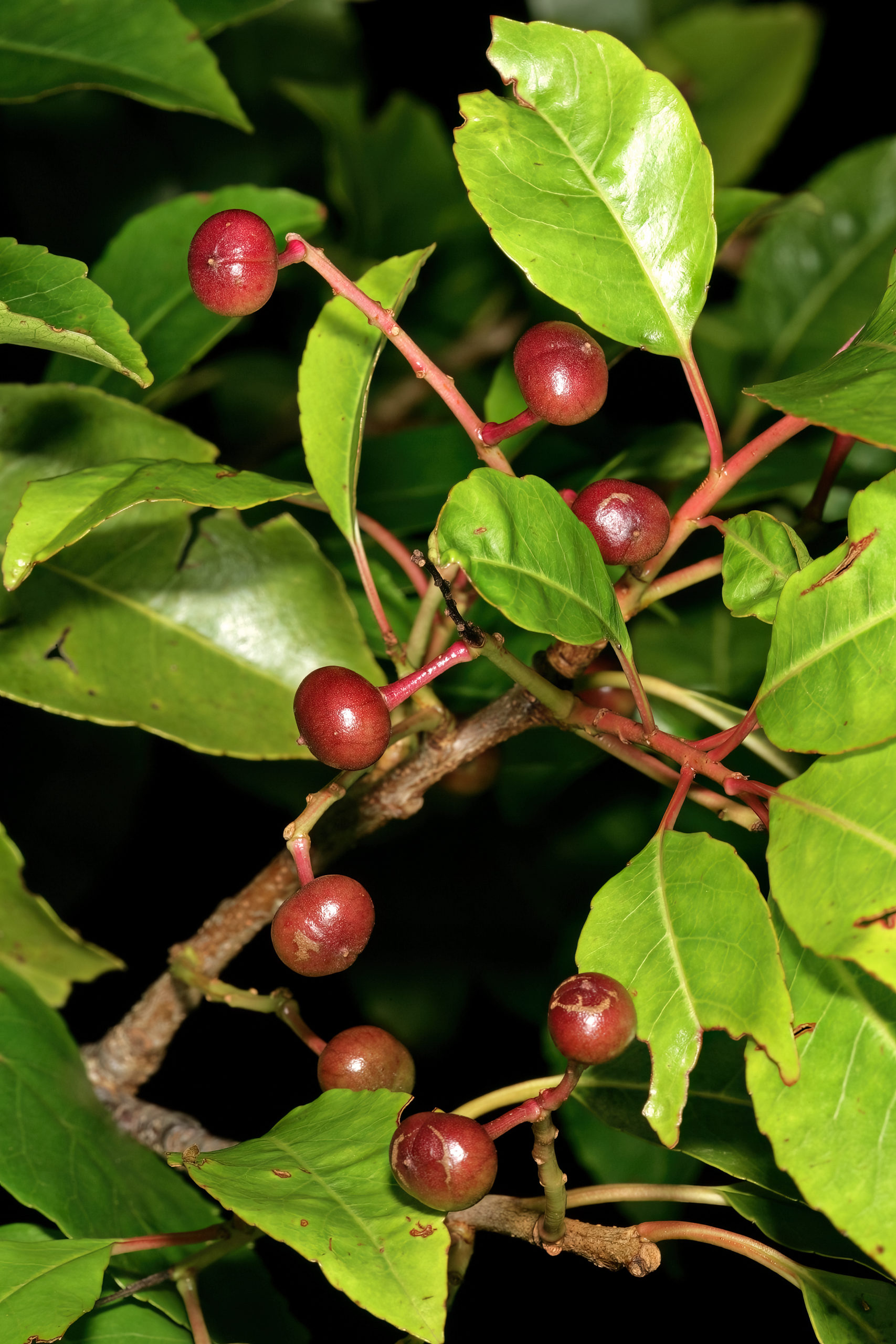 Pygeum-Extrakt für die Gesundheit der Prostata - Integrative Cancer Care